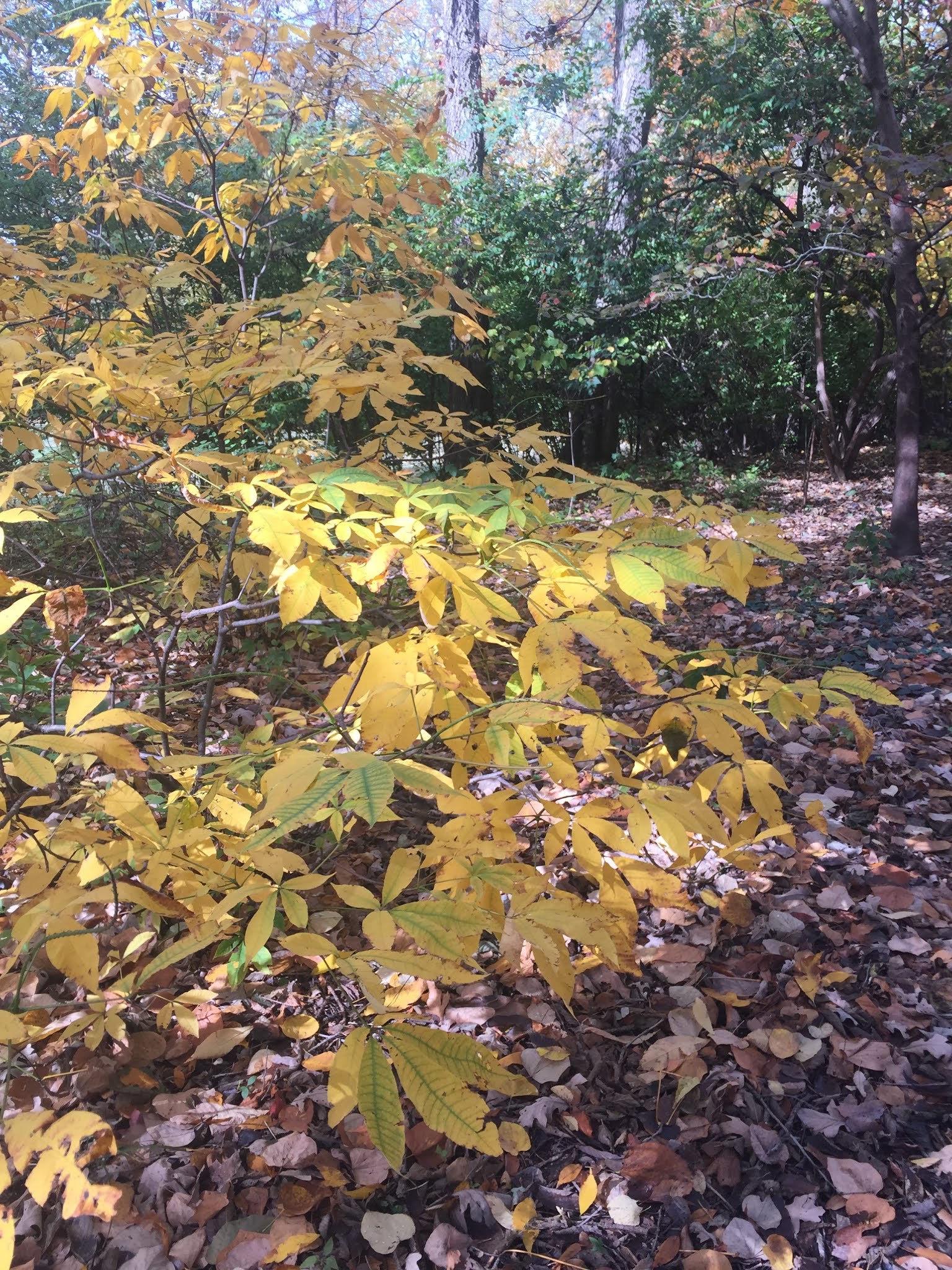 The Phytophactor: Friday Fabulous Foliage