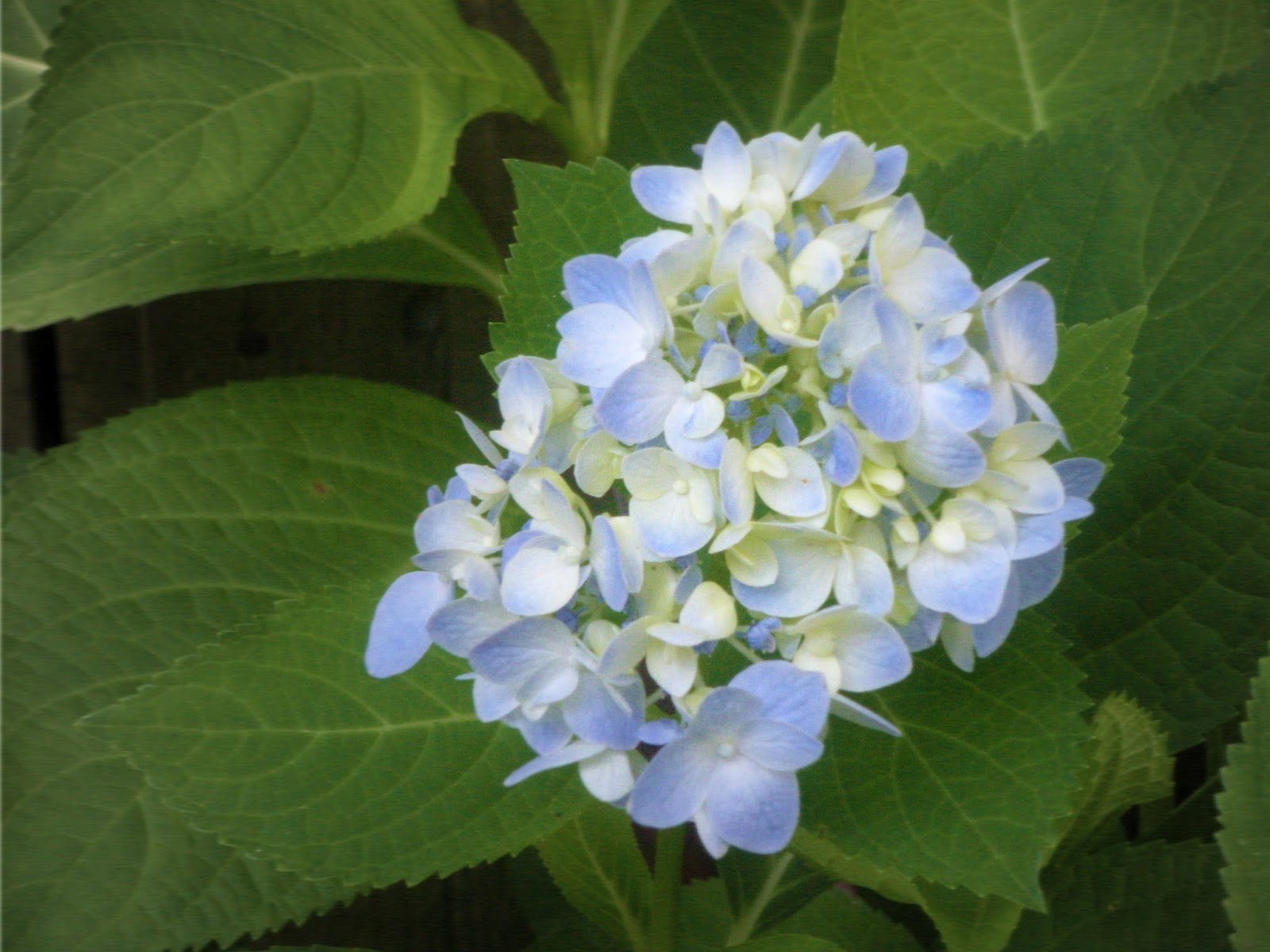 Garden Pic Wednesday: Bi-Color Hydrangea