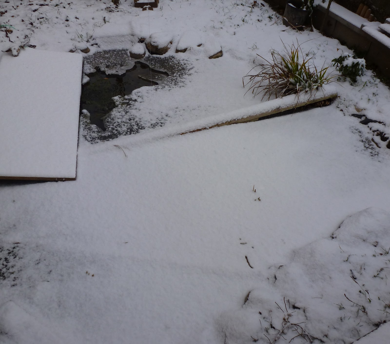 Clemmys guttata: The spotted turtle: The turtles and the ice