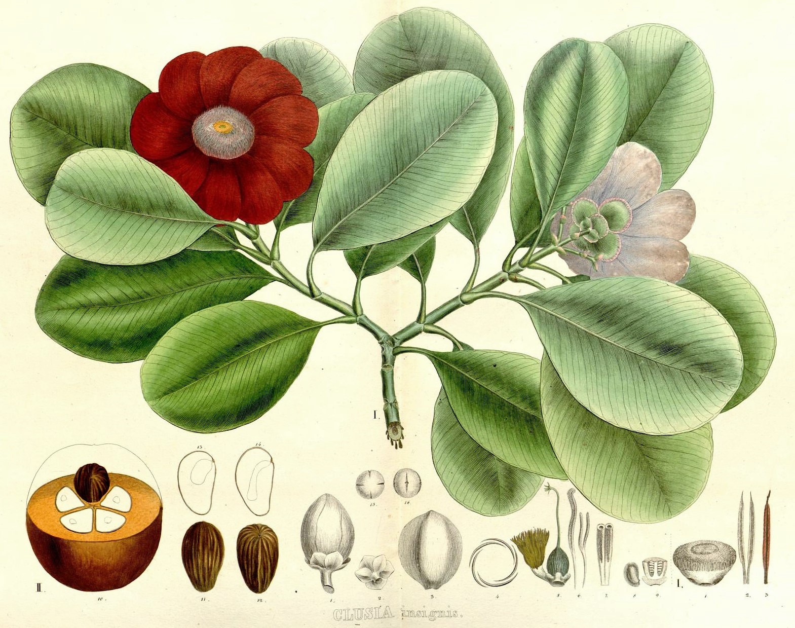 Clusias e suas luzentes folhas ovais