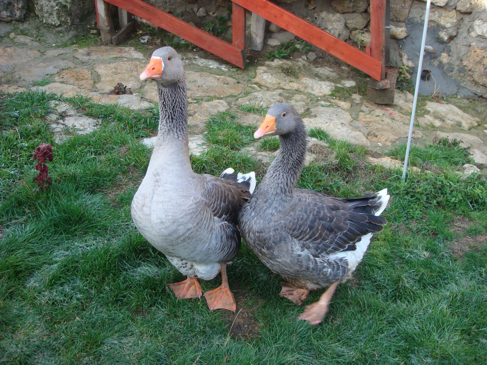 Mi Pequeño Mundo: De oca a oca