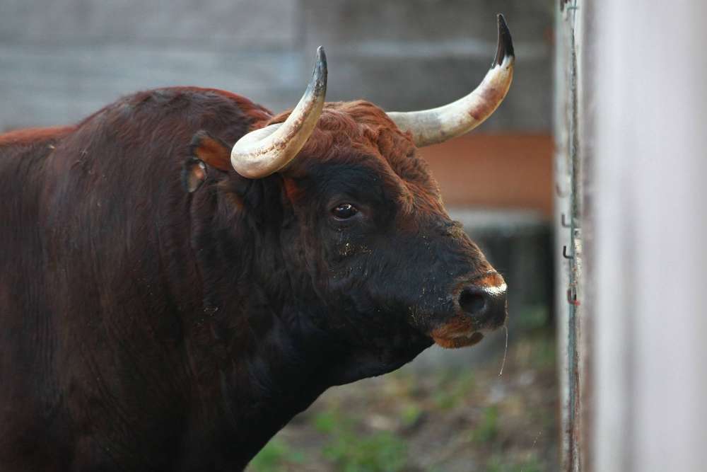Bos taurus taurus