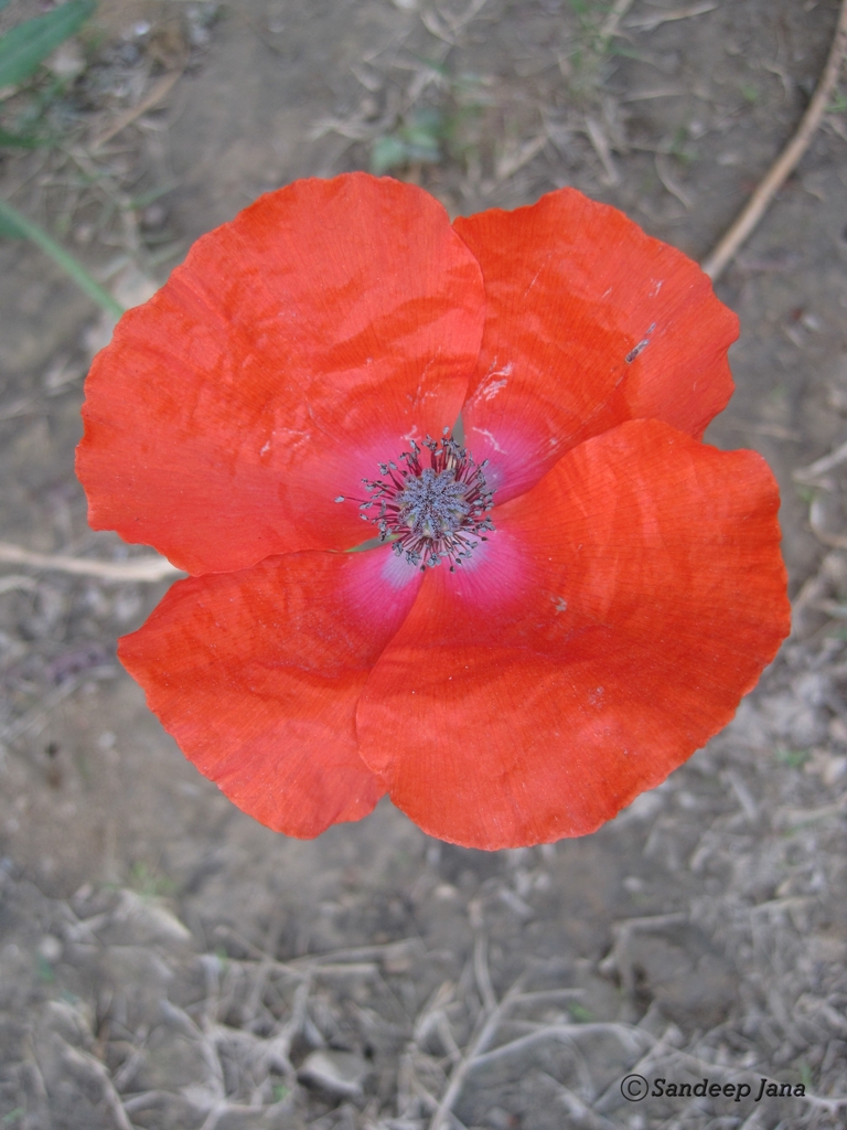 Me N Myself: Phool - II