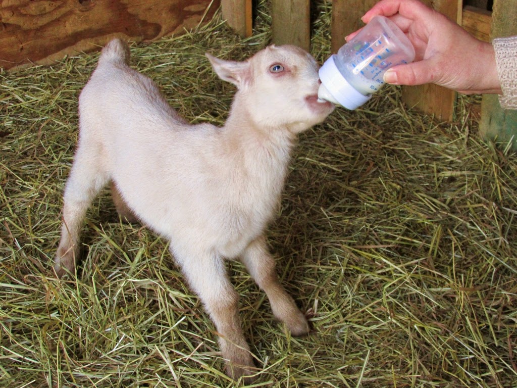 Lally Broch Farm: A Maine Family Homestead: Bottle Feeding Goat Kids