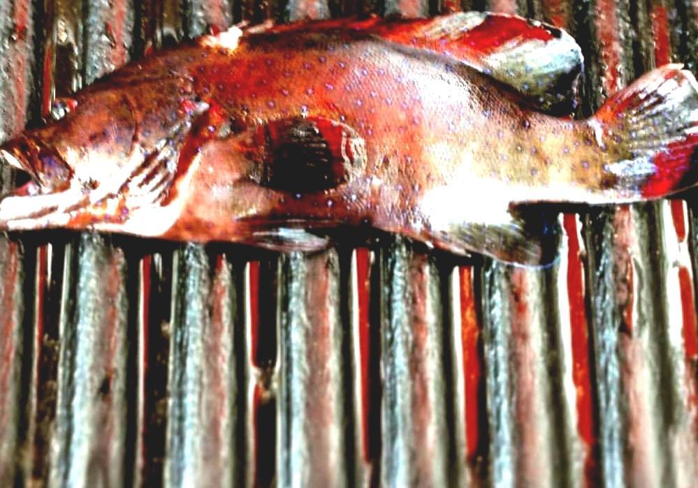 List Of Fish Of Hawaii - Toau Fish