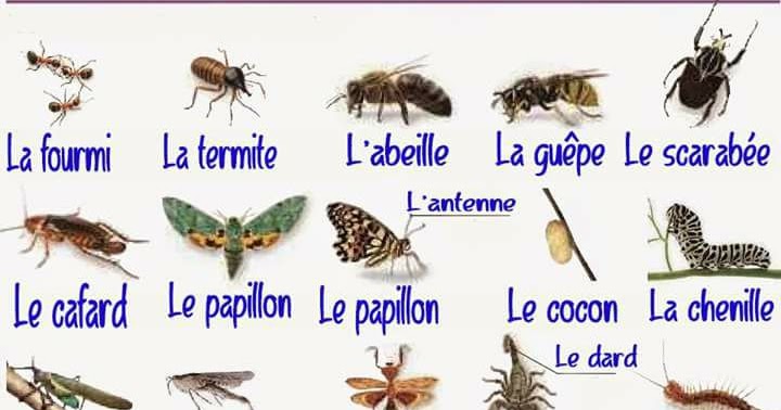 Vocabulaire français - Les invertébrés