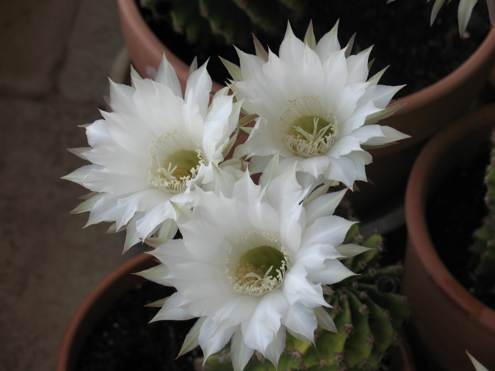 Jurnal de gradina: Flori de cactus