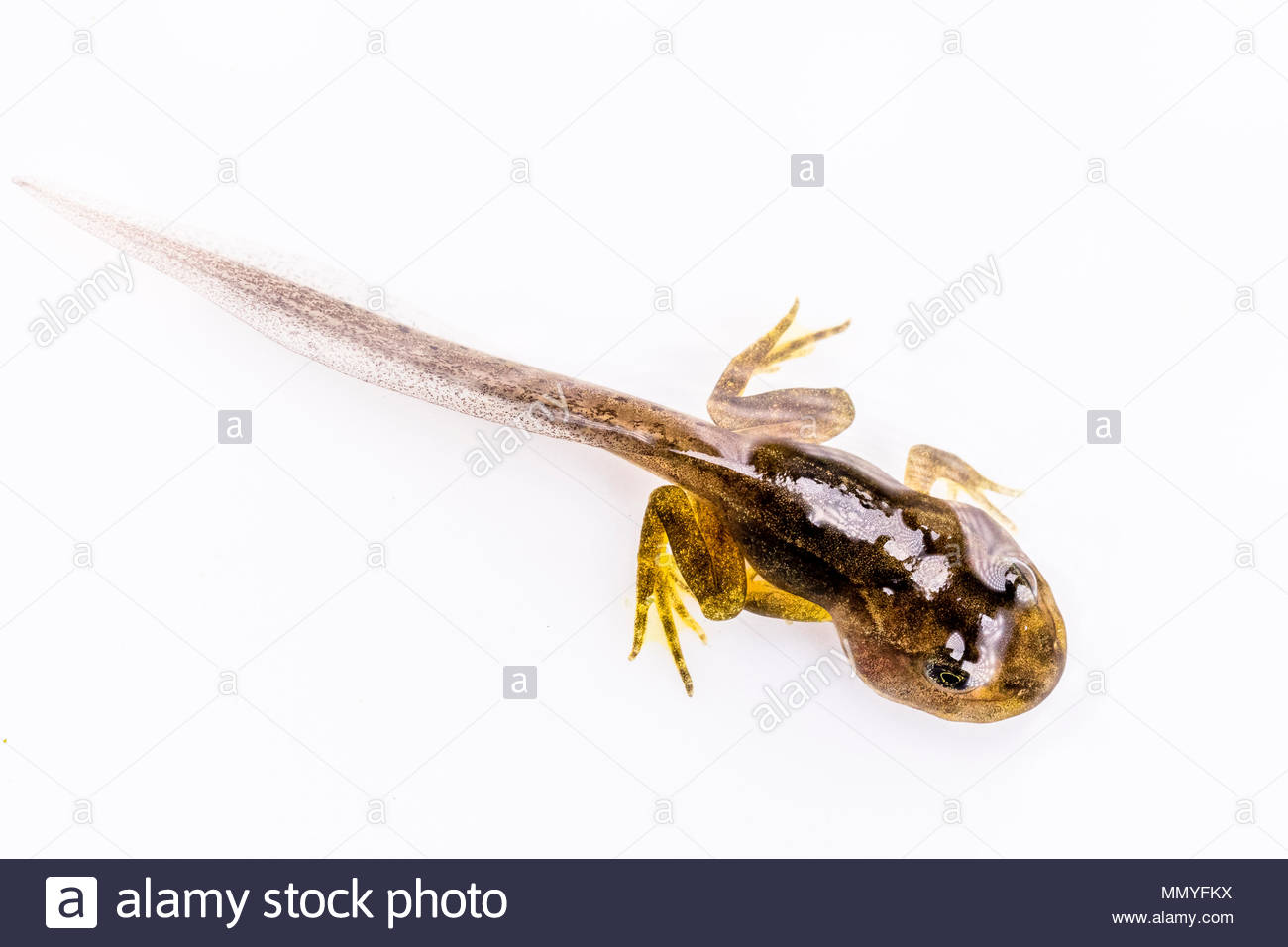 Aulas Hospitalarias de Valladolid: METAMORFOSIS III