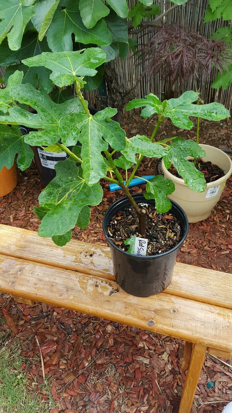 Seattle Garden & Fruit Adventures: New Arrivals: Figs Palermo, Sicilian ...