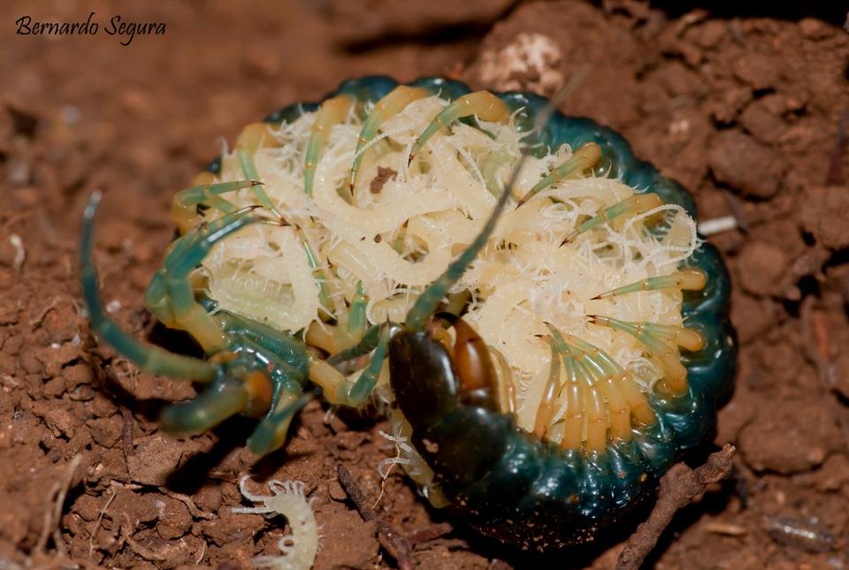 especies chilenas: El Ciempiés Akymnopelis chilensis