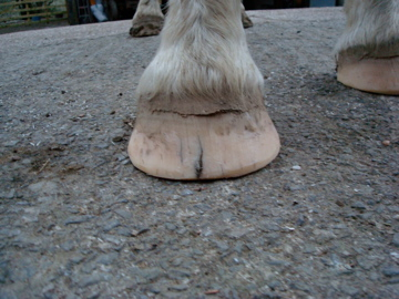 Horse Life and Love: All About ... Hoof Cracks