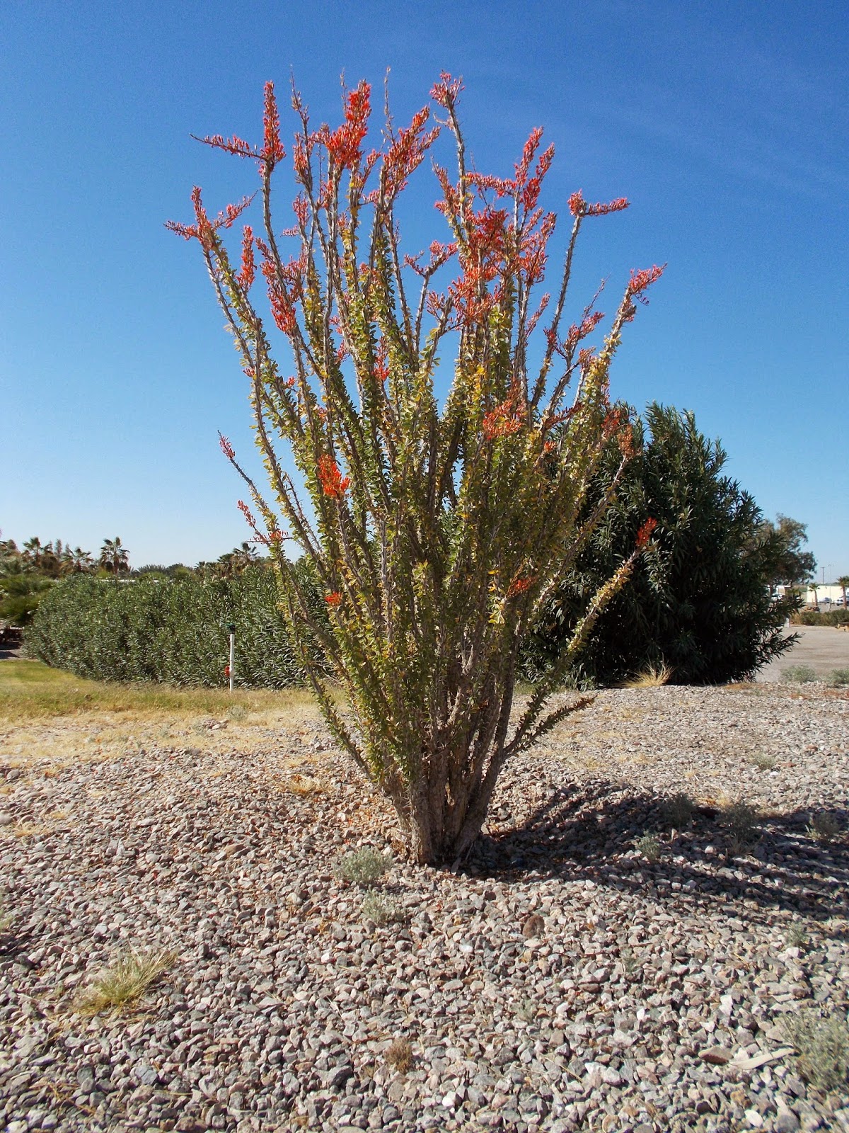 Tarra's Travels: Yuma, Arizona