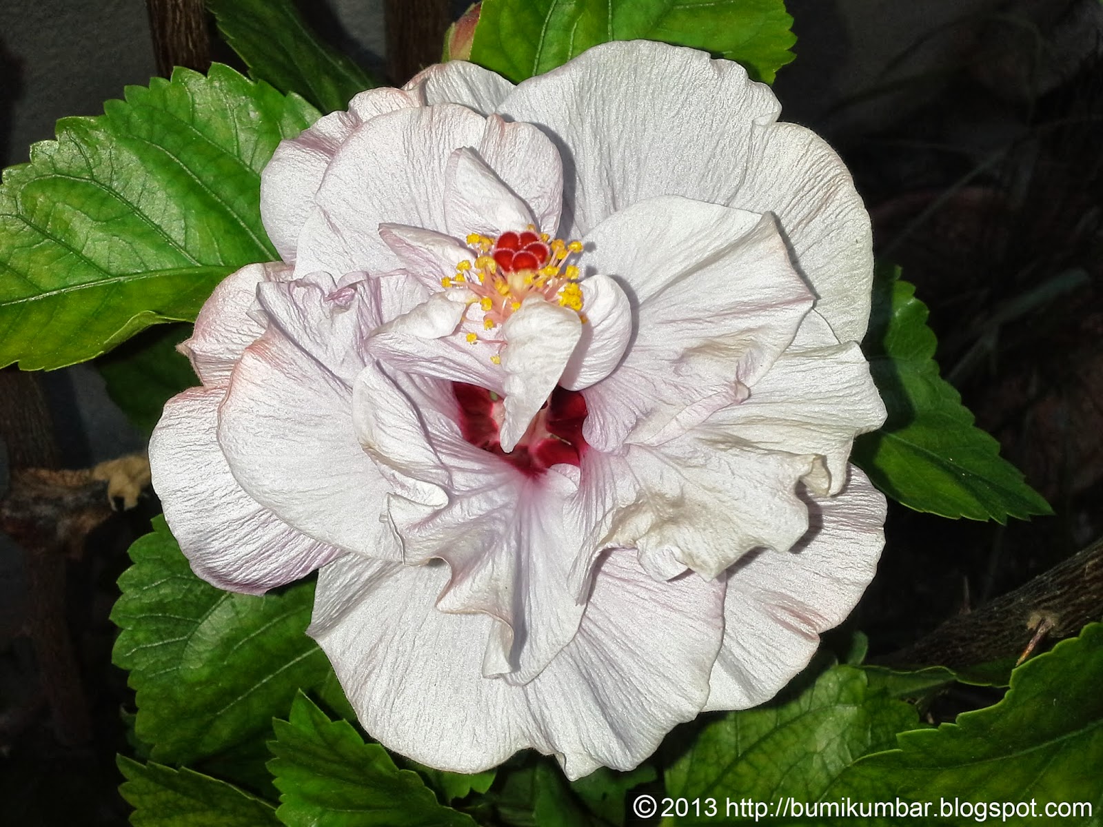 our passion I our career I our business: Hibiscus rosa-sinensis ...