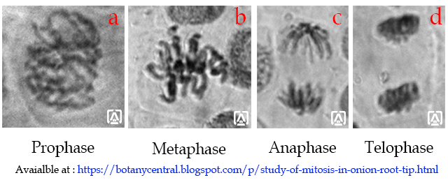 Study of mitosis in onion root tip