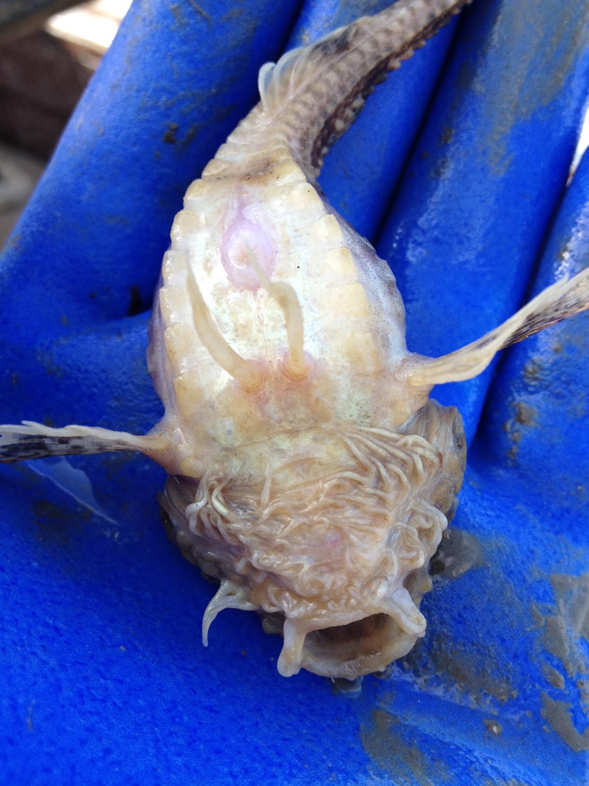 A Kilchoan Diary: A Bearded Wee Fish