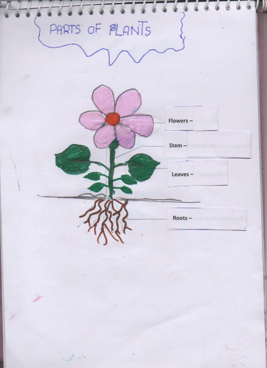 Mom-The First Teacher: Interactive Science Notebook