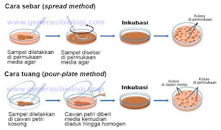 mikrobiologi kelompok 5: TEKNIK ISOLASI BAKTERI