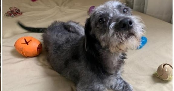 Adoptándonos: Roque, adorable cachorro barbincho en adopción muy ...