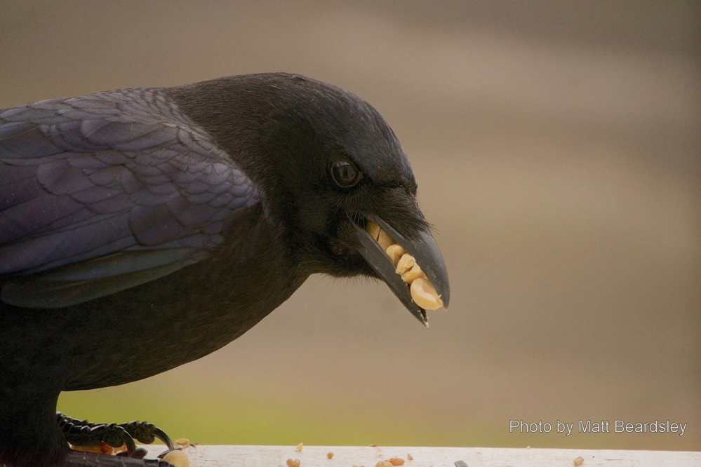 AMERICAN CROW