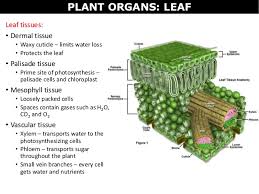 THE CEDAR GROUP: LECTURE NOTE OF THE DAY (LIFE SCIENCES)
