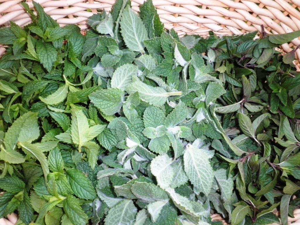 The Essential Herbal Blog: Mints are in the Meadow