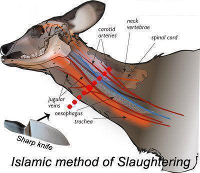 Islamic method of Slaughtering (picture) - Best Right Way