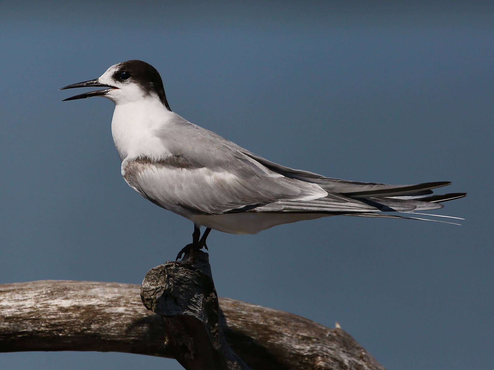 Avithera: Not so common Common Terns