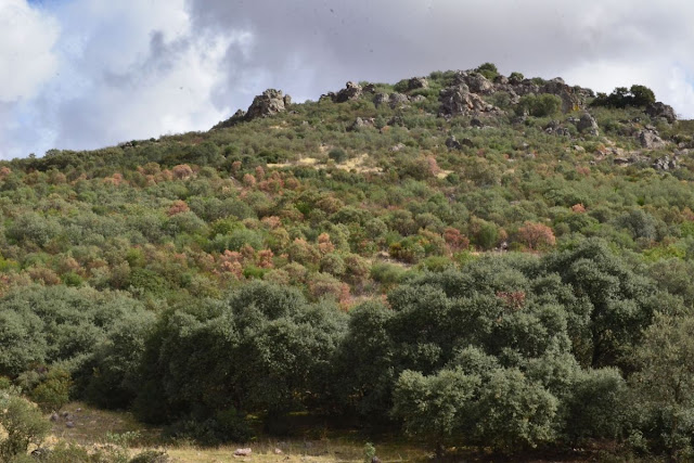 ALMANAQUE NATURAL: noviembre 2012