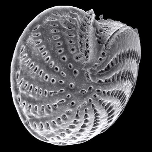 bensozia: Foraminifera