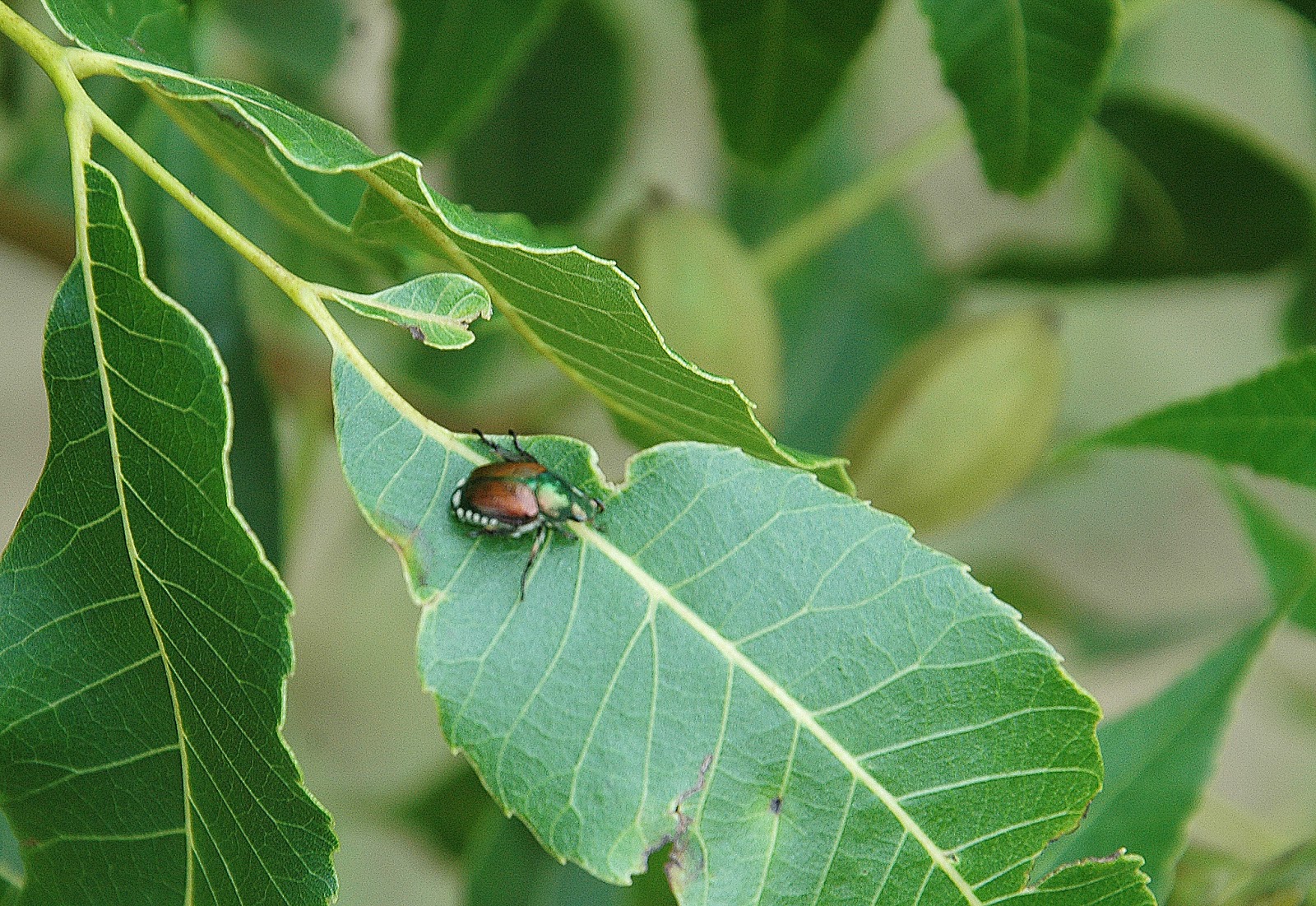 Northern Pecans: July 2020