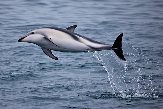 The Dusky Dolphin | Photos and Info-Facts | The Wildlife