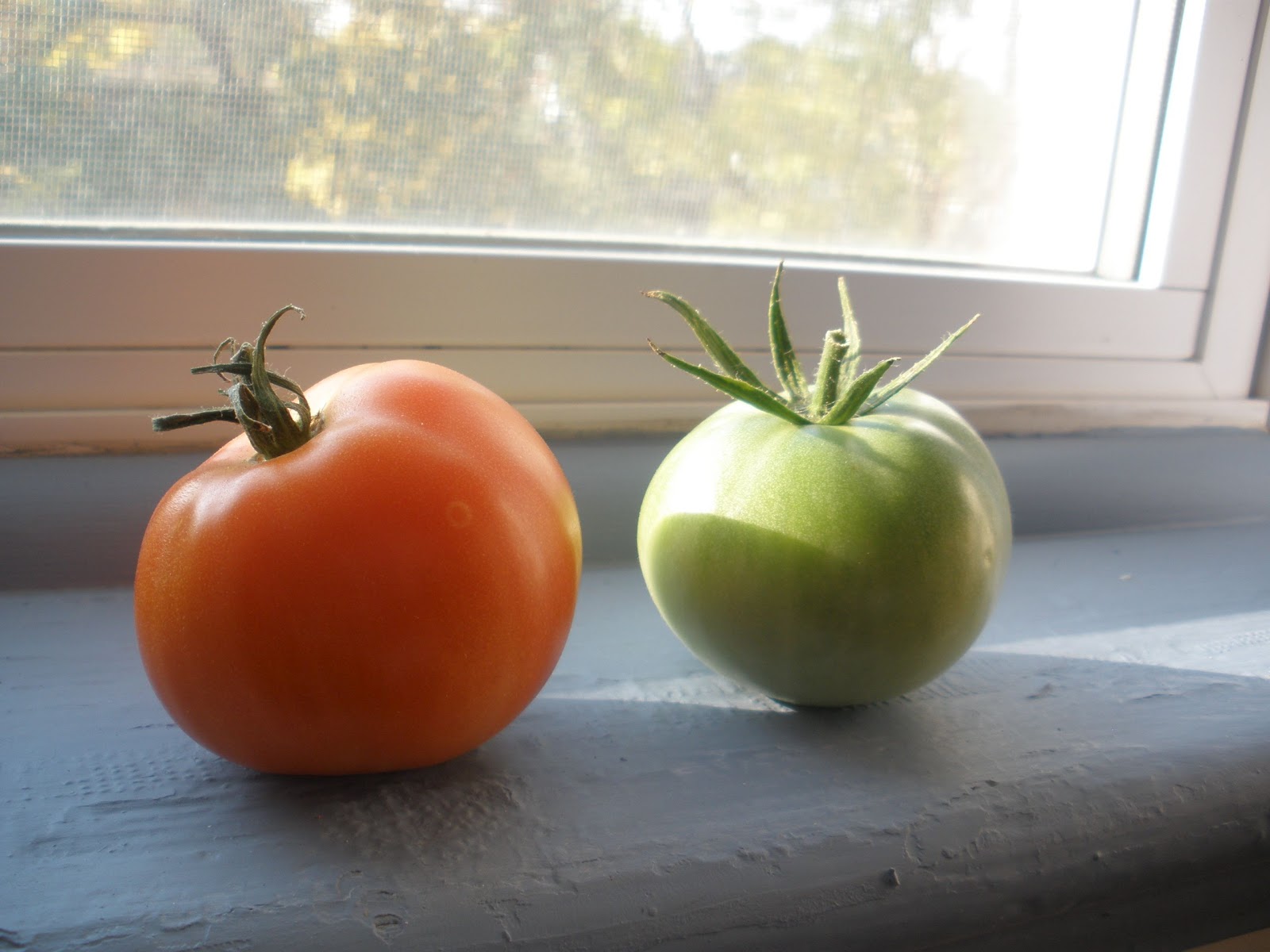 the half cut cook: Two Tomatoes