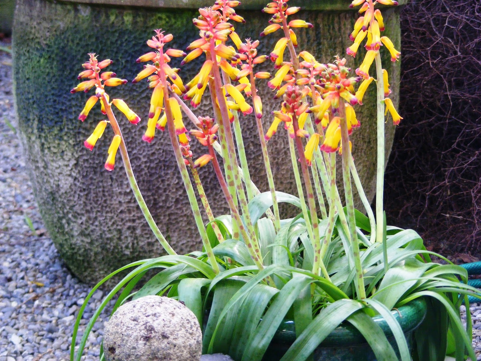 Rachel Callaghan Landscape Architect, NZ: 2019