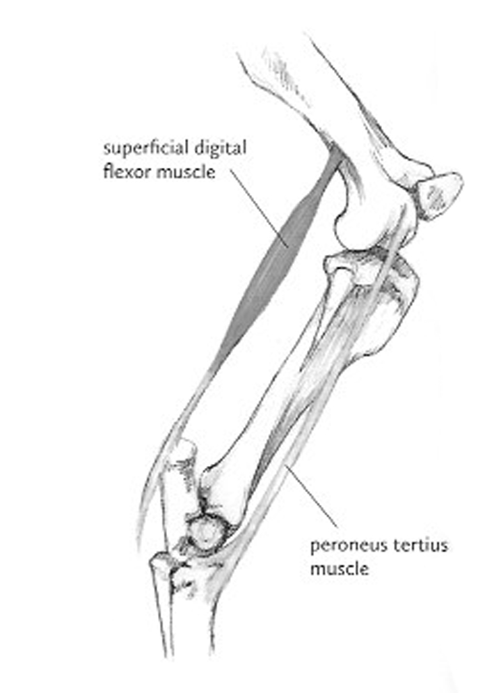 Musings at Minkiewicz Studios LLC: Equine Anatomy and Biomechanics: A ...