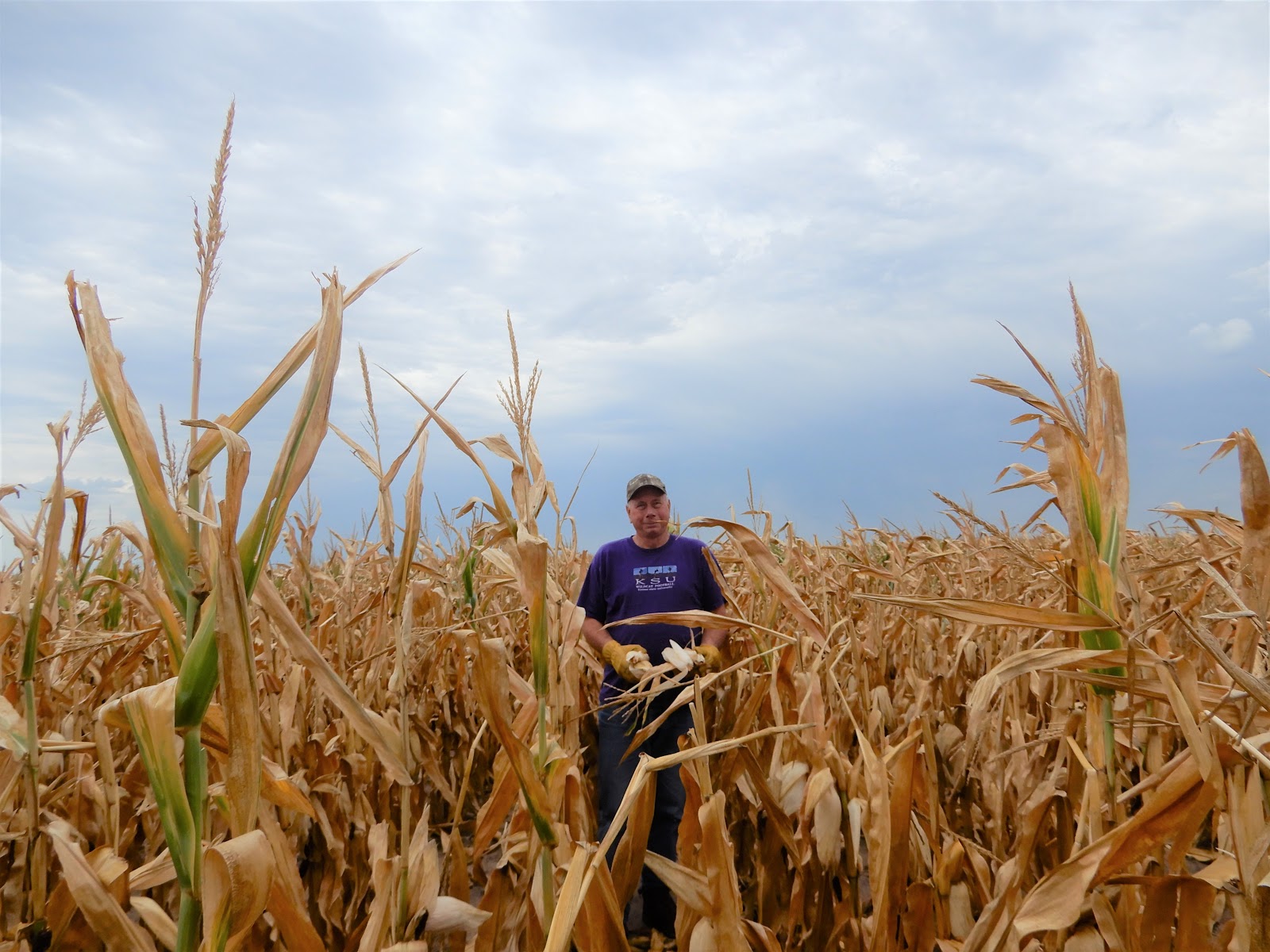 Kim's County Line: Corny As Kansas in August