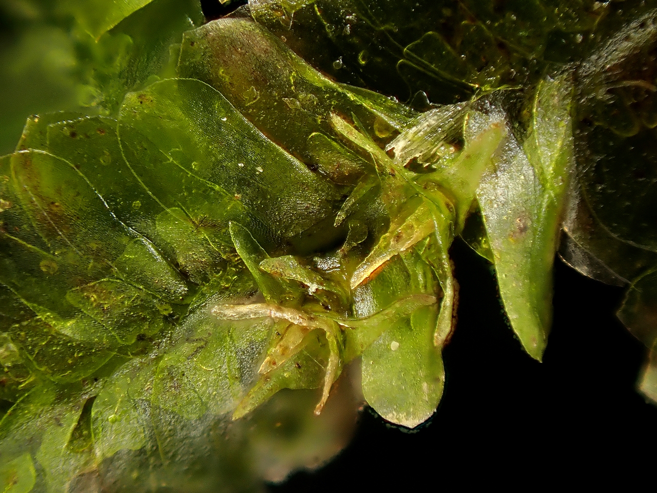 そよ風のなかで Part2: 造卵器をつけたリボンゴケ