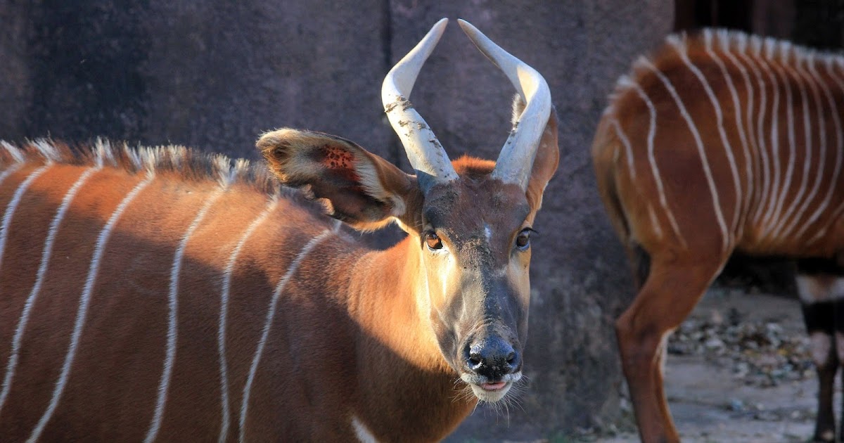 Le Bongo des montagnes menacé d’extinction au Kenya - Africa Green Magazine