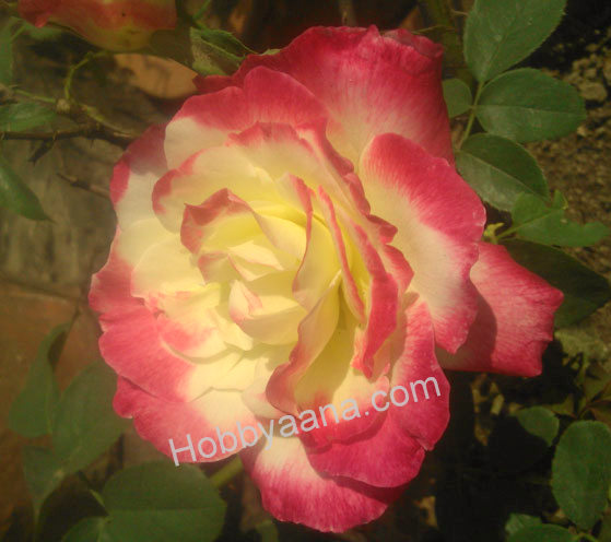 HOBBYAANA: rose gulab