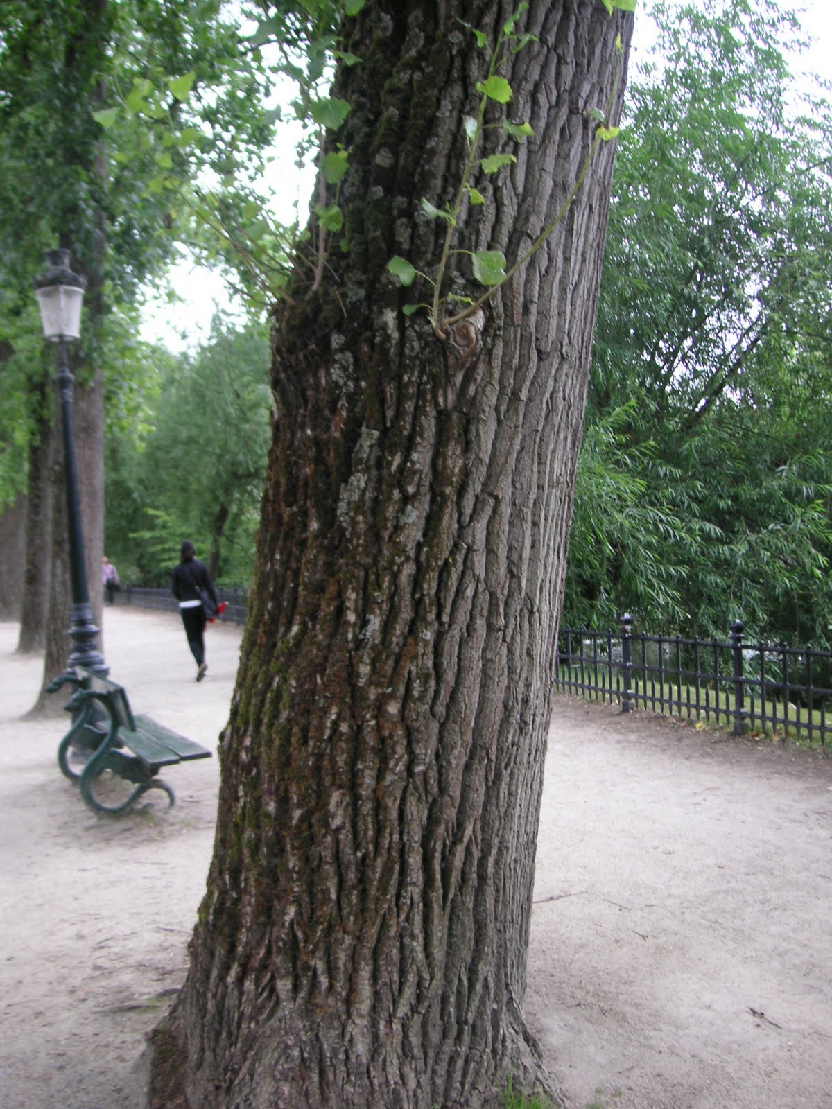 Troncos de arboles - Imagui