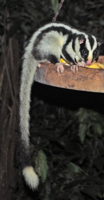 BunyipCo: April 2011