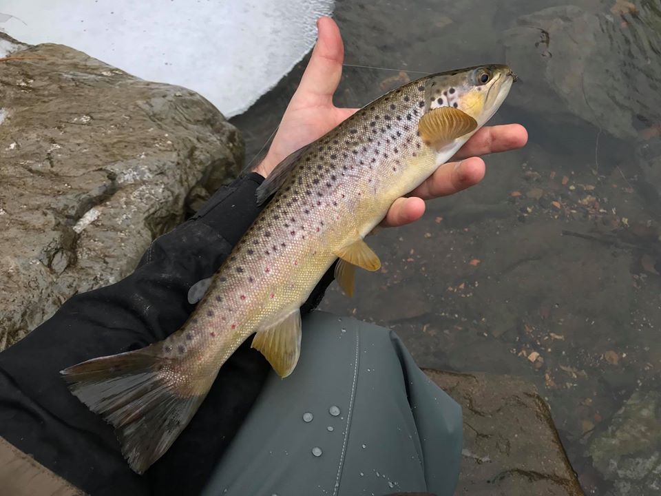 Fly Tyer Mike: "Blue Line Like a Beast" Next Level Small Stream Fly ...