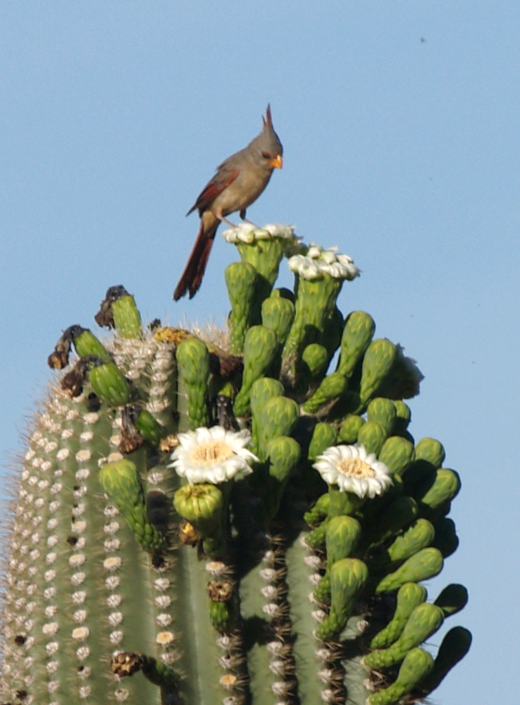 Arizona: Beetles, Bugs, Birds and more: Non-insect Pollinators of ...