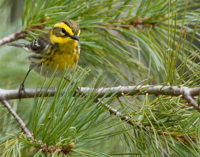 Birds of Different Feathers: Birds of Eastern Washington