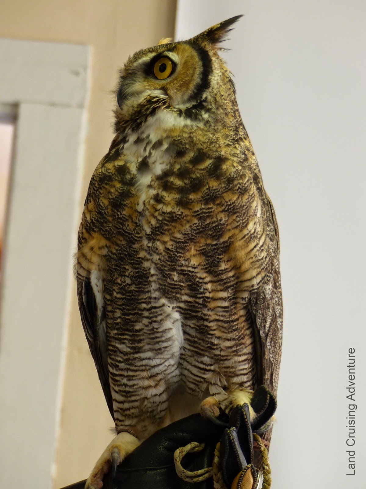 Land Cruising Adventure: New Mexico Raptors