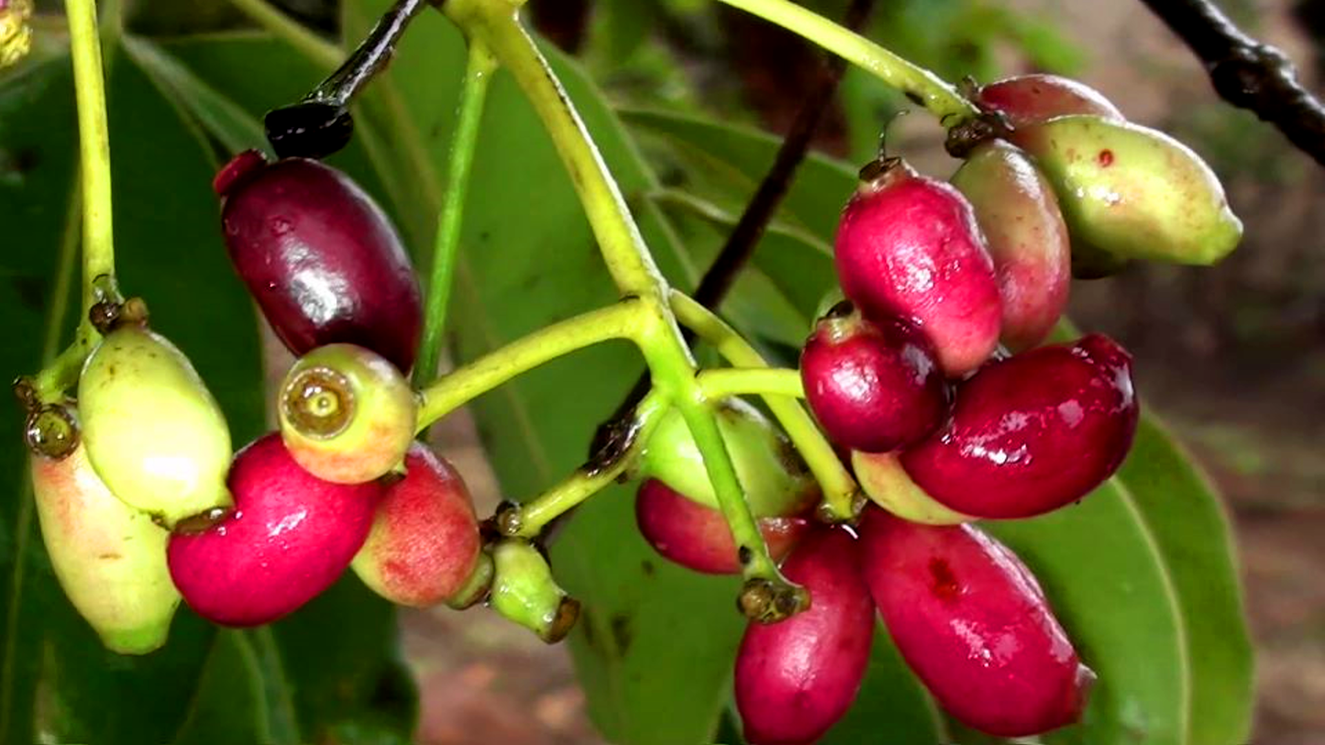 Syzygium cumini (Jambhul) : The fruit of Future – Also from Western ...