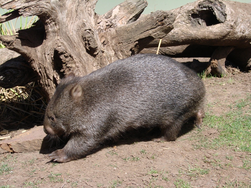 Retendo Momentos: Austrália - Wombat