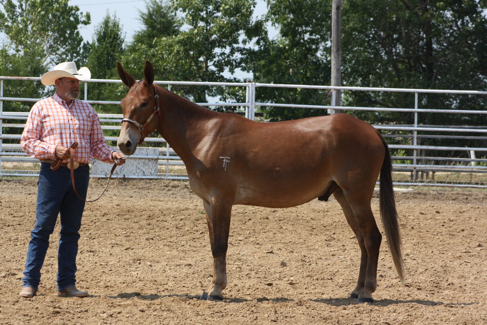 PairADice Mules: Cuba Mule Show