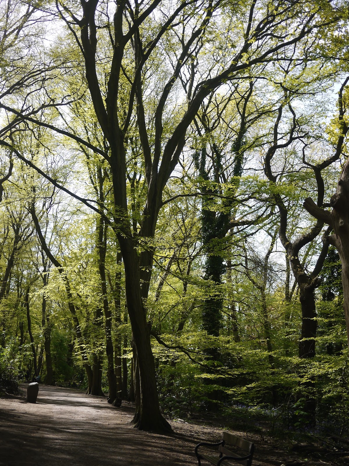 W1Mum: Bluebells in Highgate Woods, London