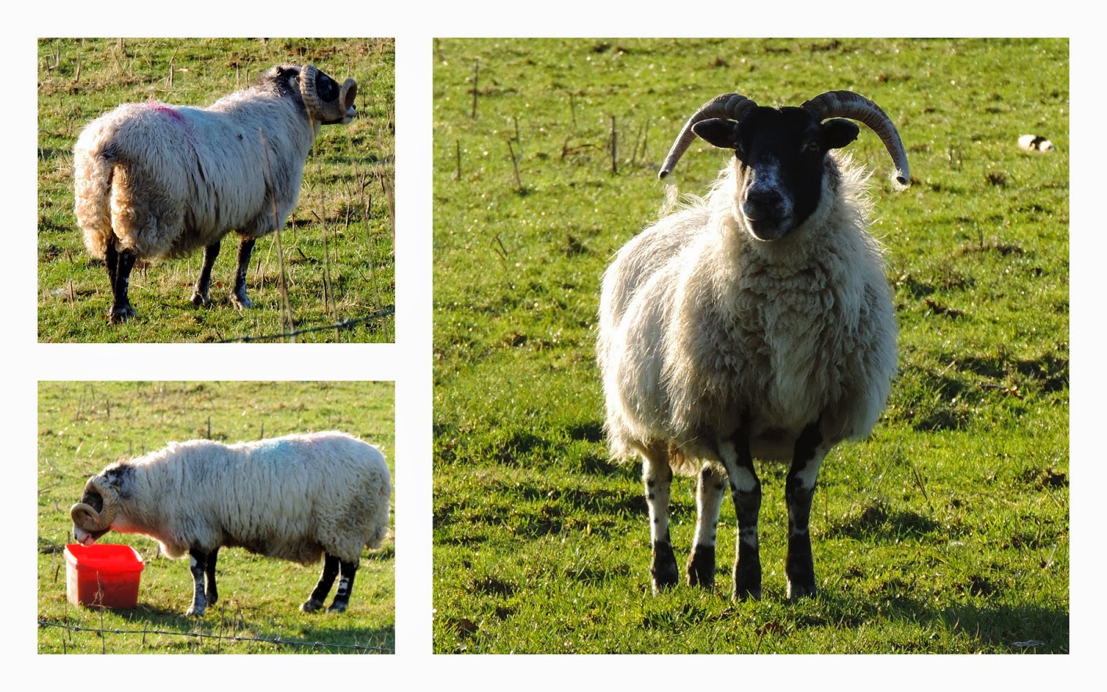 The Glebe Blog: The Wigtownshire Ramblers Silver Rig Circular January 2015