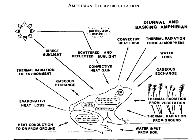 The unscathed frog metaphor
